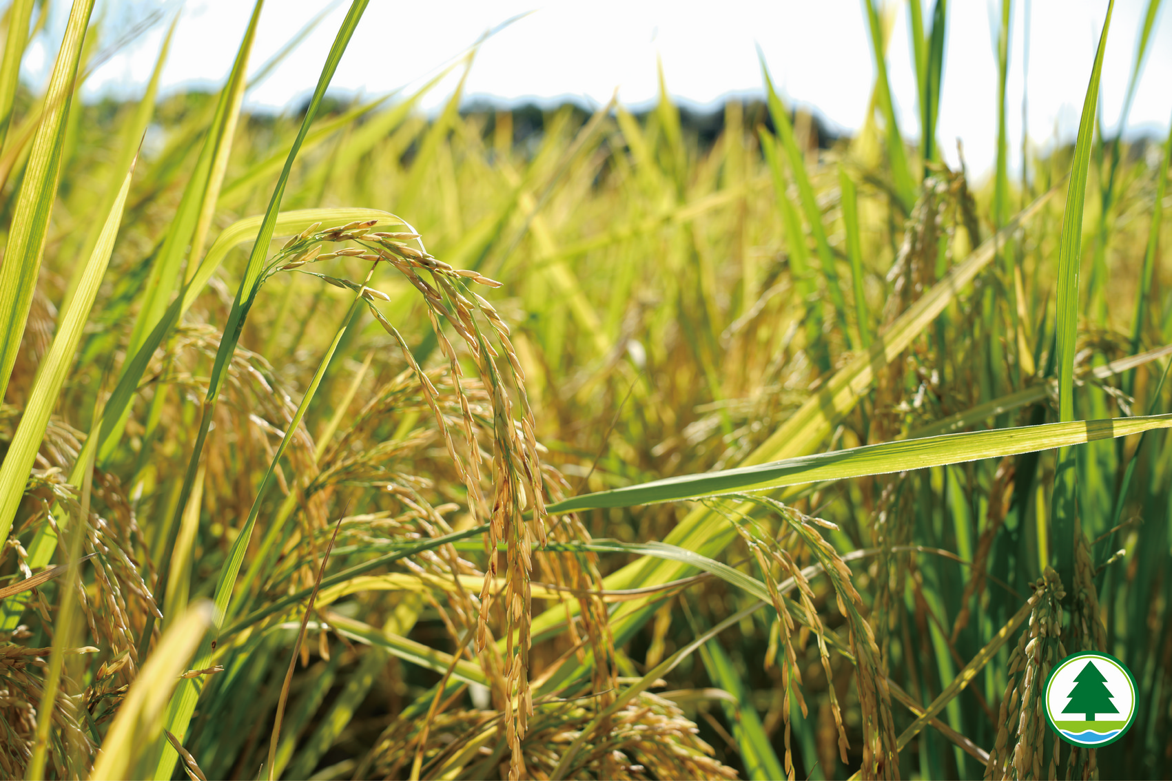 Long Valley Nature Park - Ecology of Long Valley