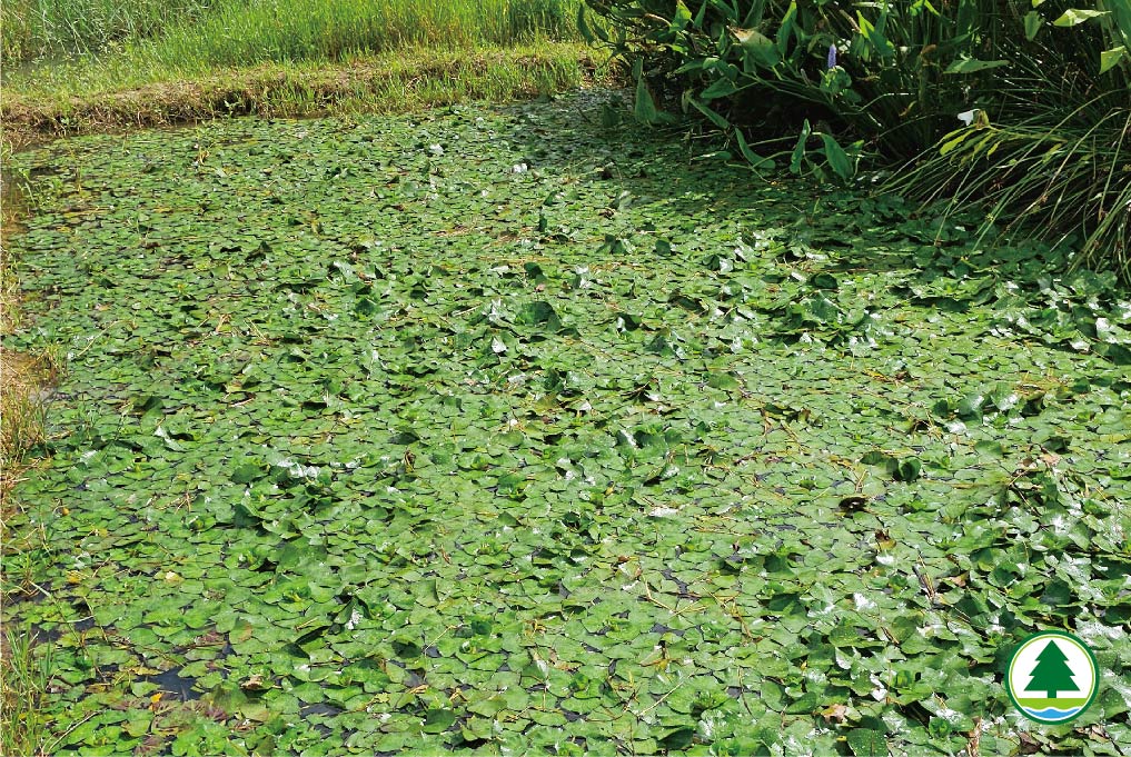 Long Valley Nature Park - Ecology of Long Valley